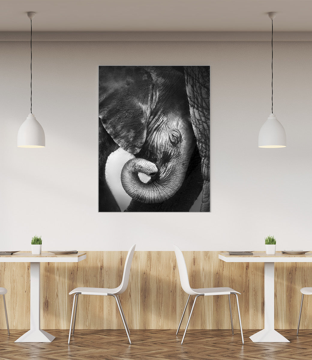 Akustikbild "Elefant" - direkt vom Hersteller — Framory eine Marke der ...